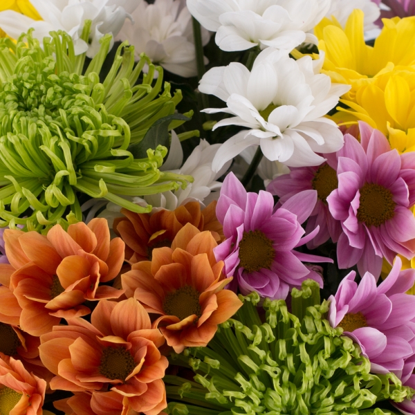 Buchet de 13, Crizanteme, Multicolore, Verdeață