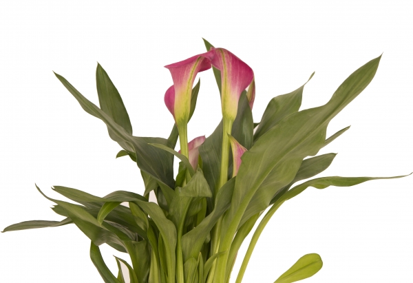 Cală roz în ghiveci la preț accesibil. Comandă online Cala Roz | Flori24